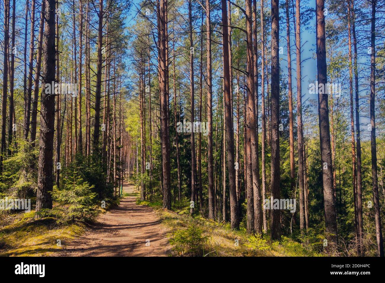 Beautiful forest trail hi-res stock photography and images - Alamy