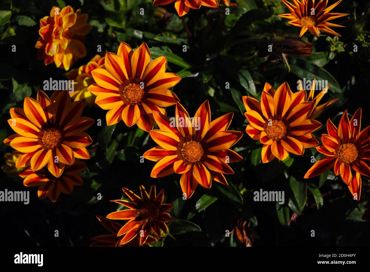 Gazania flowers hi-res stock photography and images - Alamy
