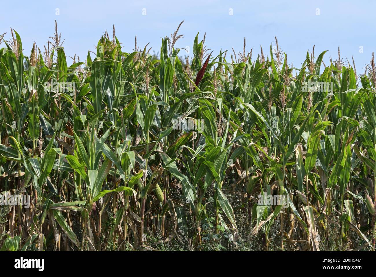 Monoculture hi-res stock photography and images - Alamy