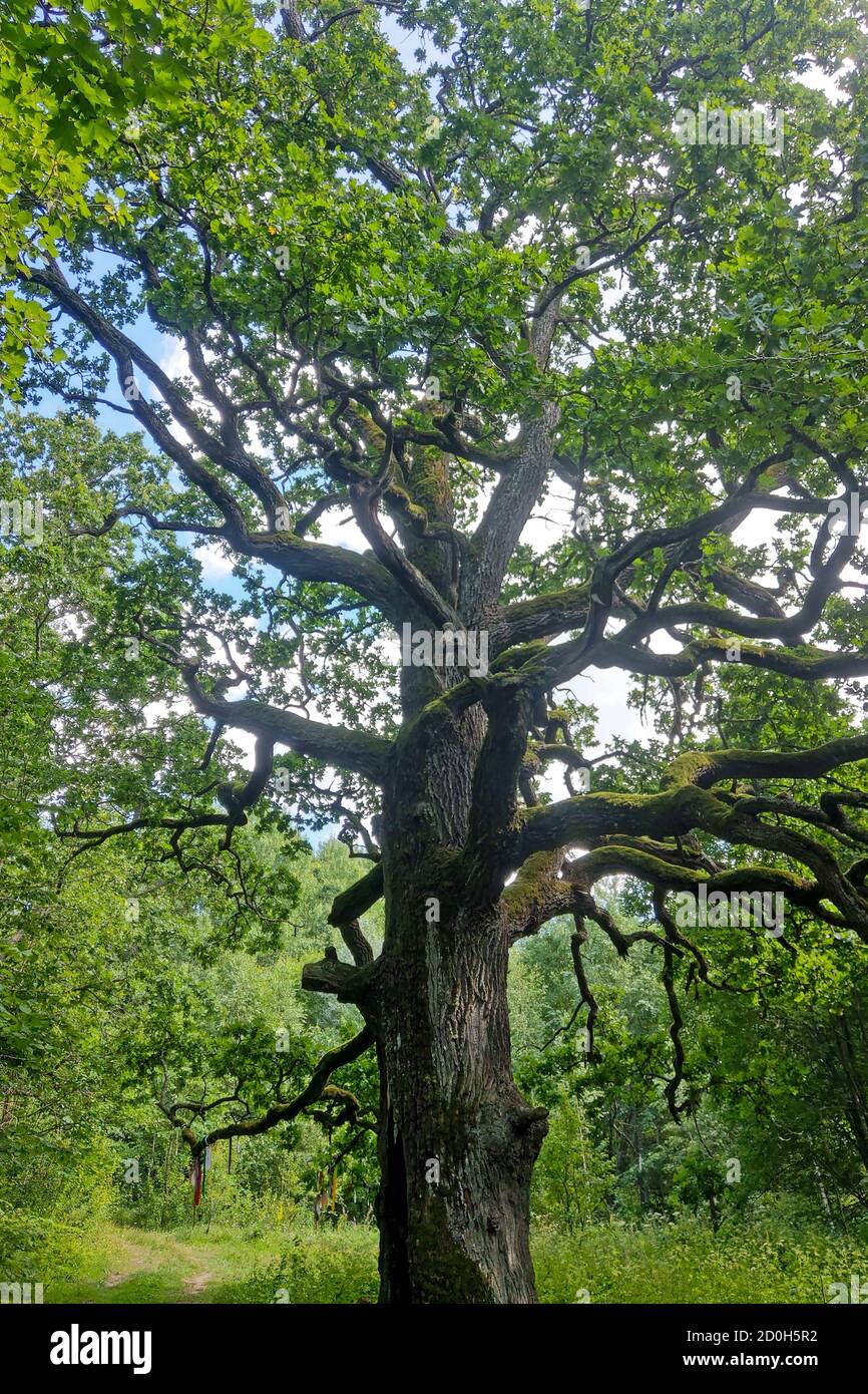 Green oak tree hi-res stock photography and images - Alamy