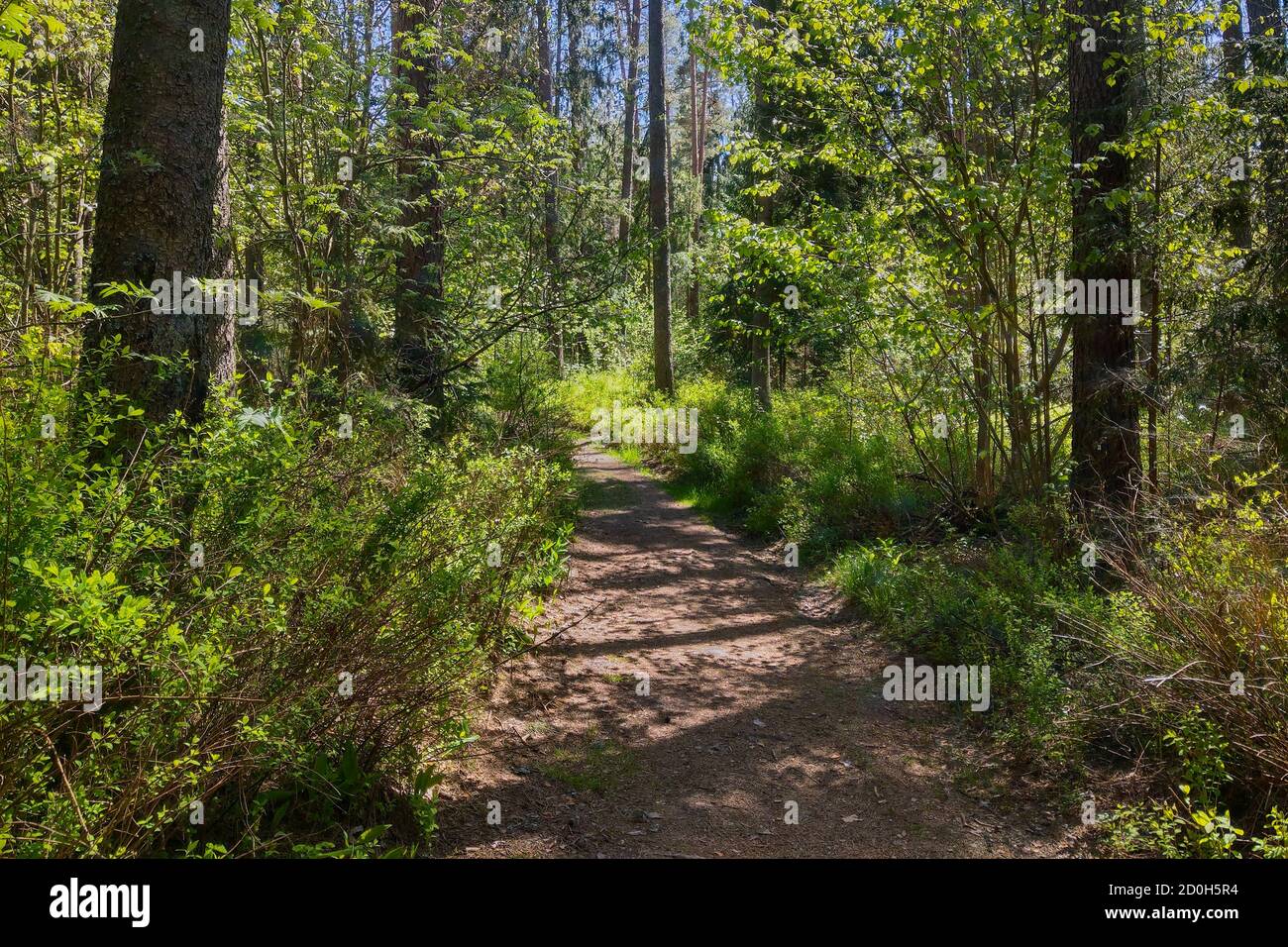 Young green forest hi-res stock photography and images - Alamy