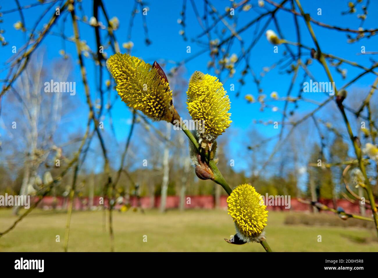 Close up of yellow buds on a tree. Spring Stock Photo - Alamy