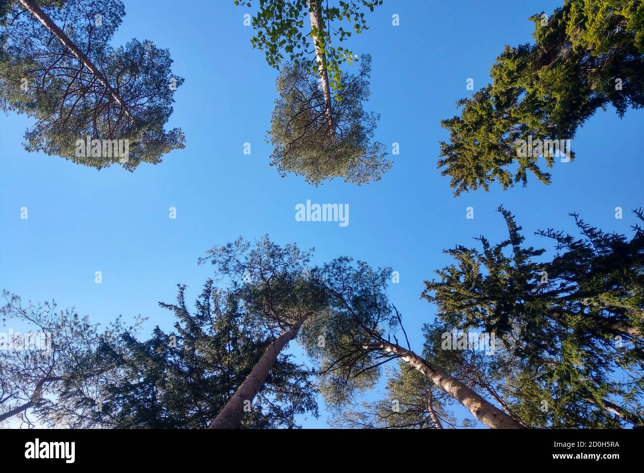 Tall green trees against blue sky with sun hi-res stock photography and ...