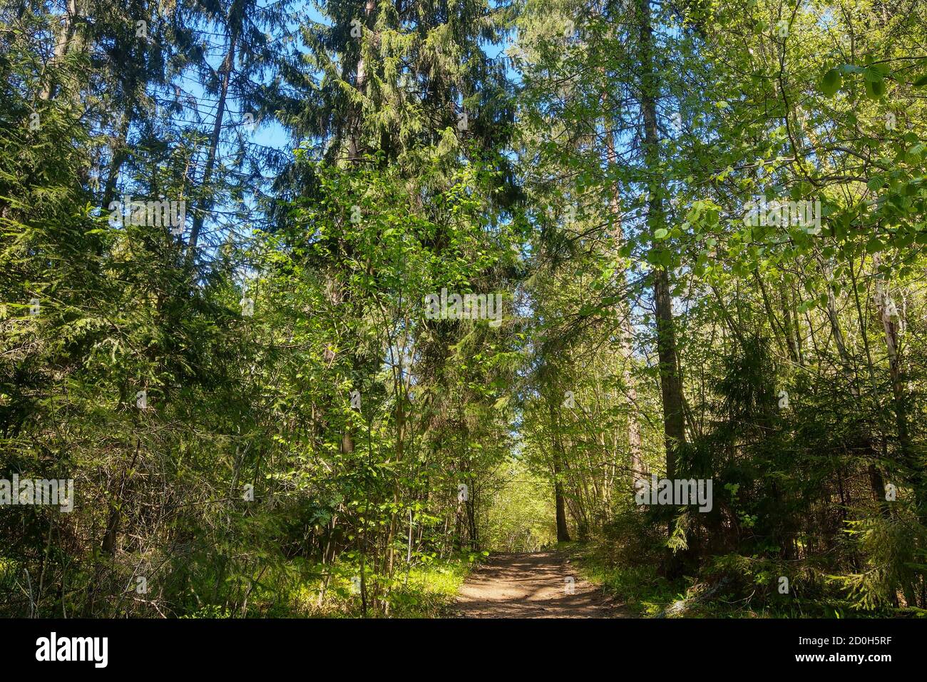 Clean green pine color hi-res stock photography and images - Alamy