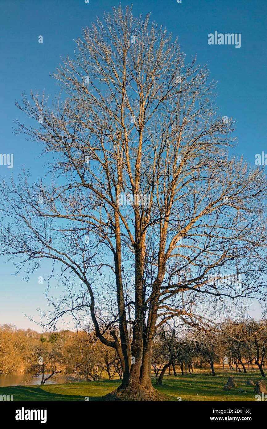 Old oak tree without leaves hi-res stock photography and images - Alamy