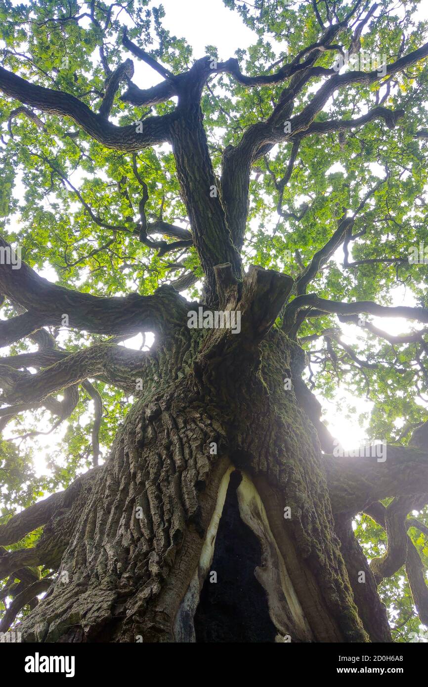 Tree top bottom view hi-res stock photography and images - Alamy