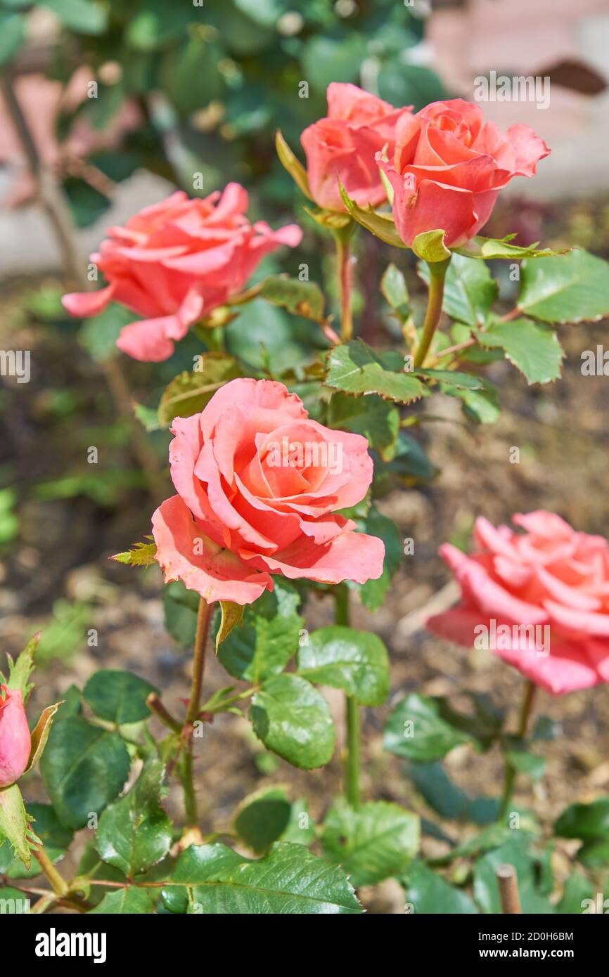 Beautiful pink roses blossom in the garden. Countryside backyard ...