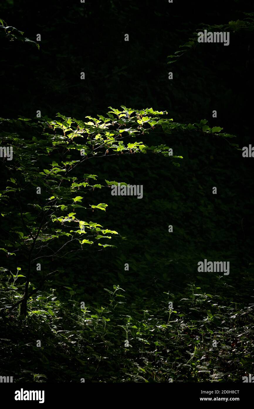 Beech tree sapling hi-res stock photography and images - Alamy