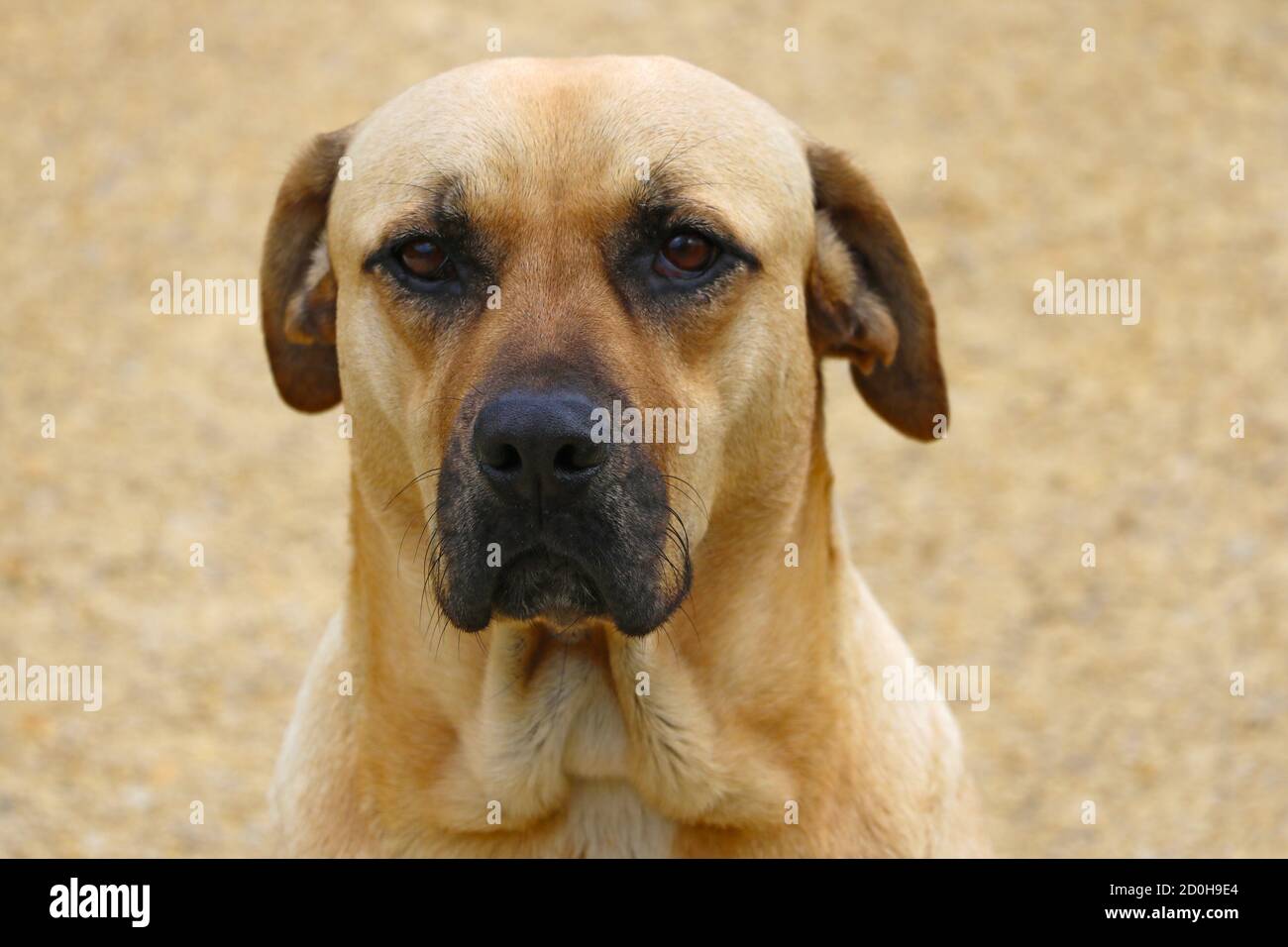 Beautiful labrador retriever close up. Sad eyes Stock Photo - Alamy