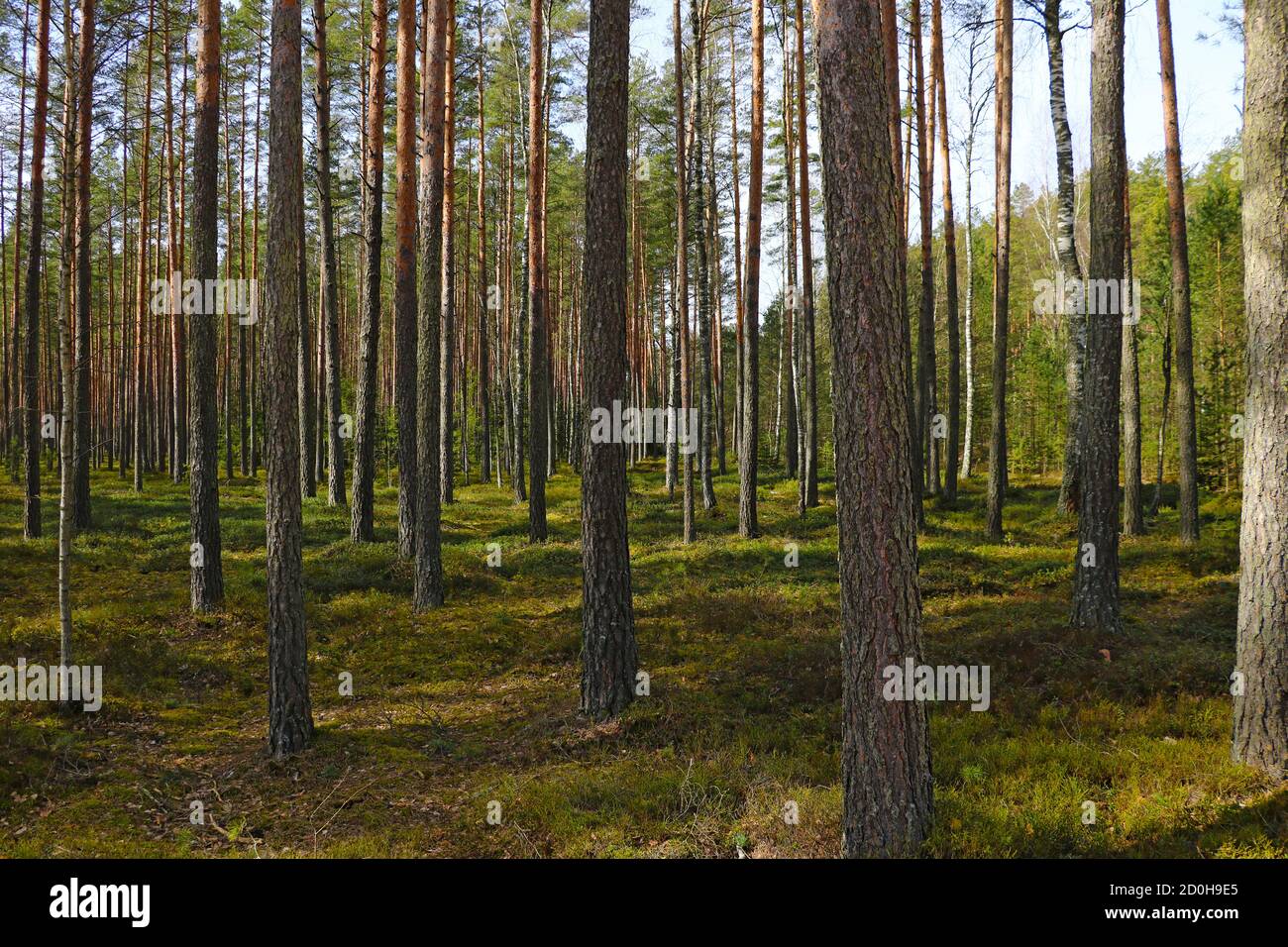 Walking in the fresh air hi-res stock photography and images - Alamy
