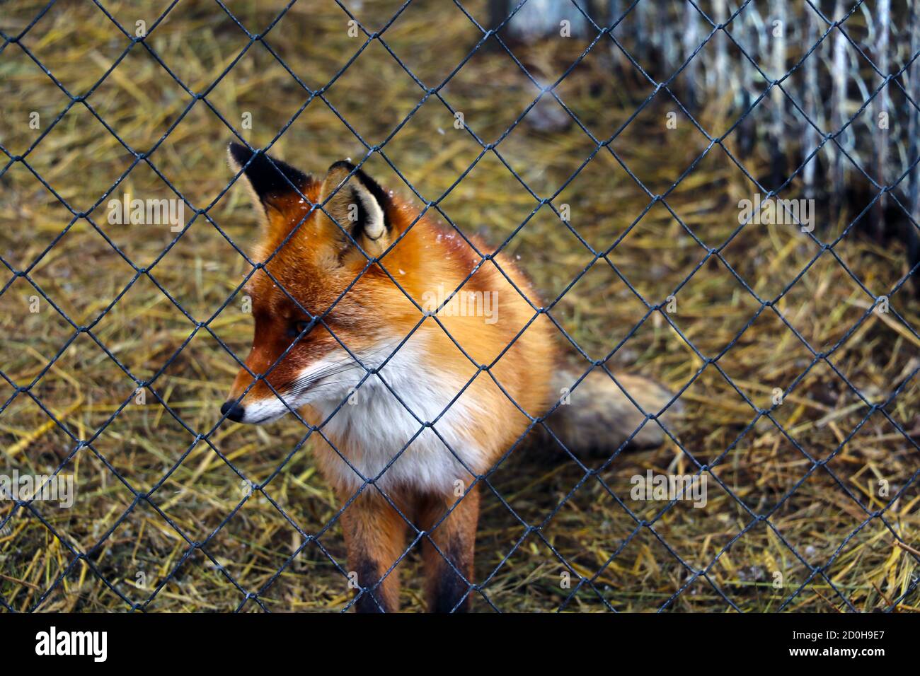 Fox fur cage hi-res stock photography and images - Alamy