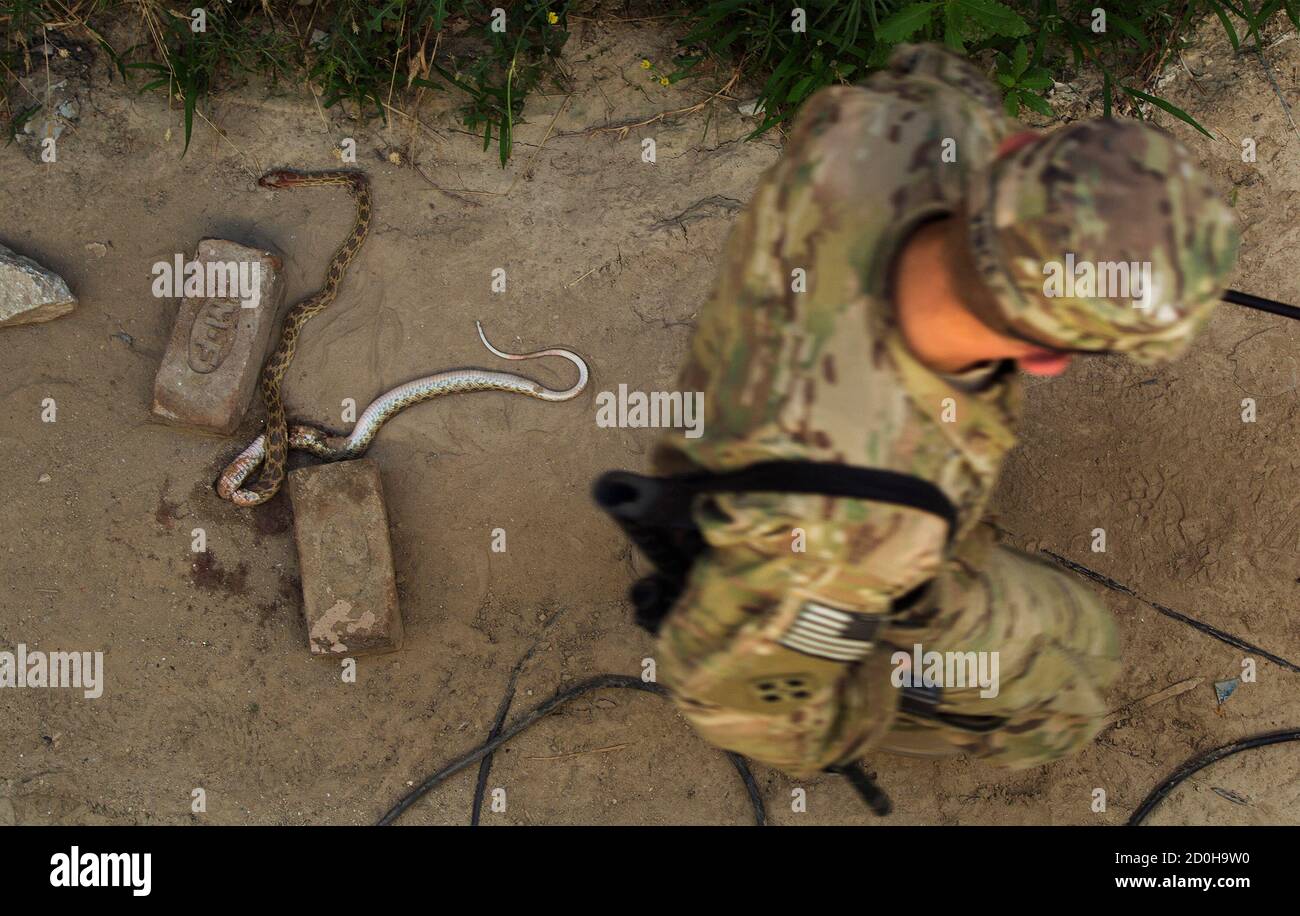 Dagger Snake High Resolution Stock Photography and Images - Alamy