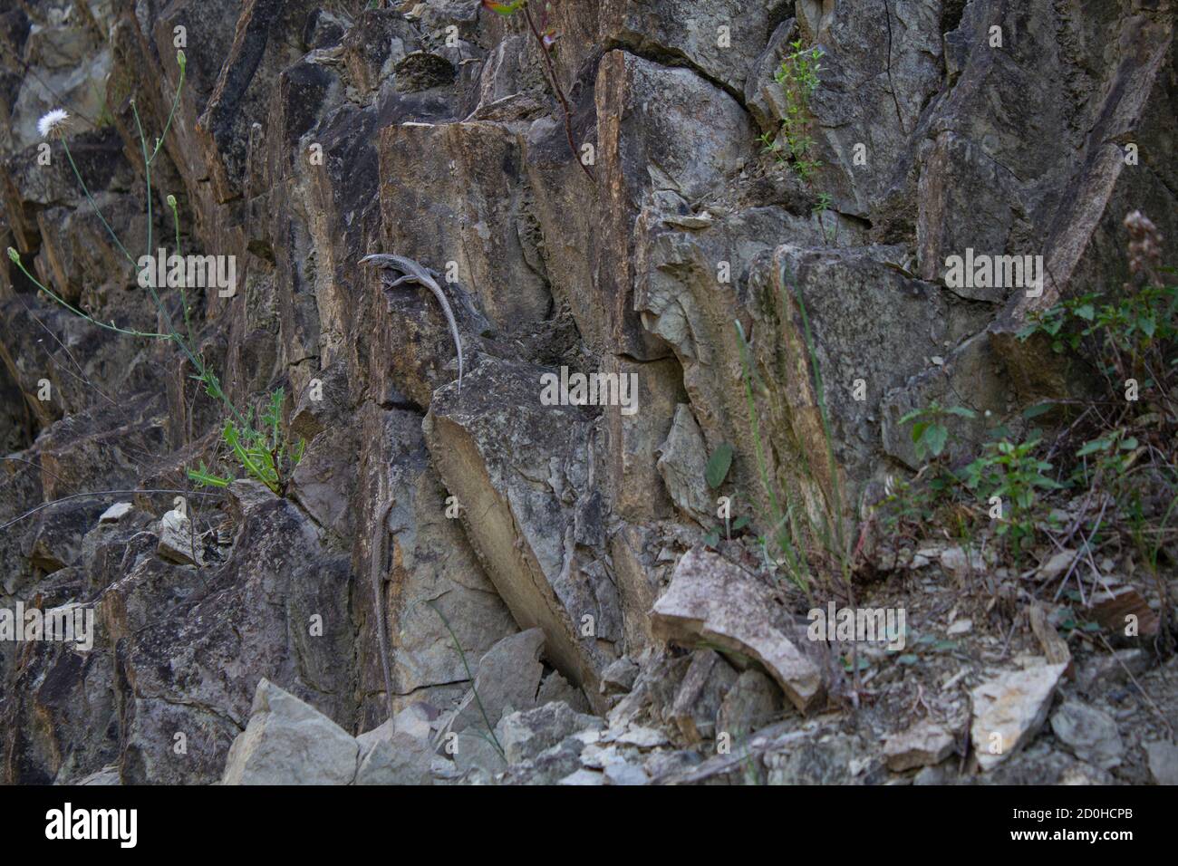 Lizards on the rocks on a hot summer day, Caucasus mountains Stock ...