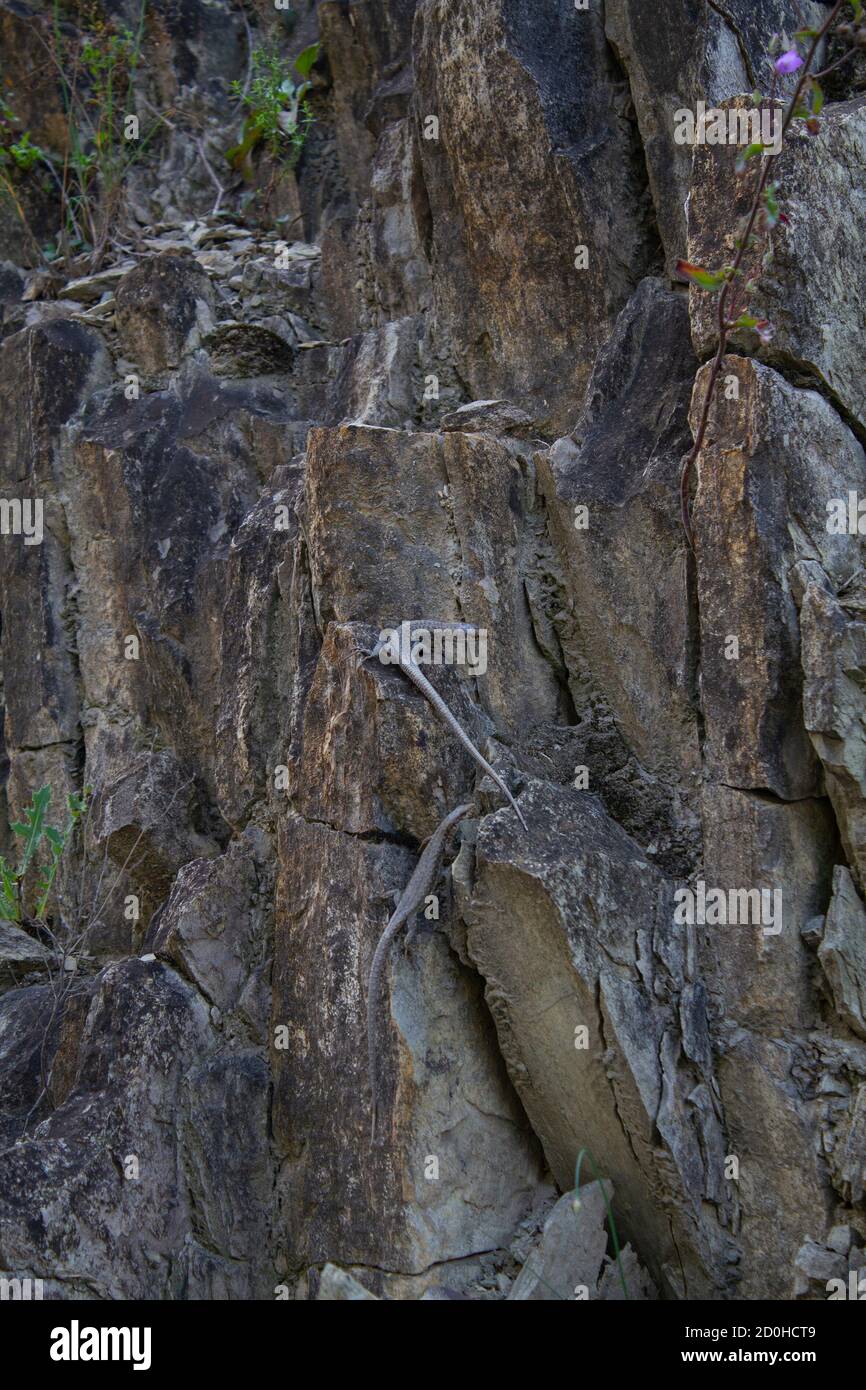 Lizards on the rocks on a hot summer day, Caucasus mountains Stock ...