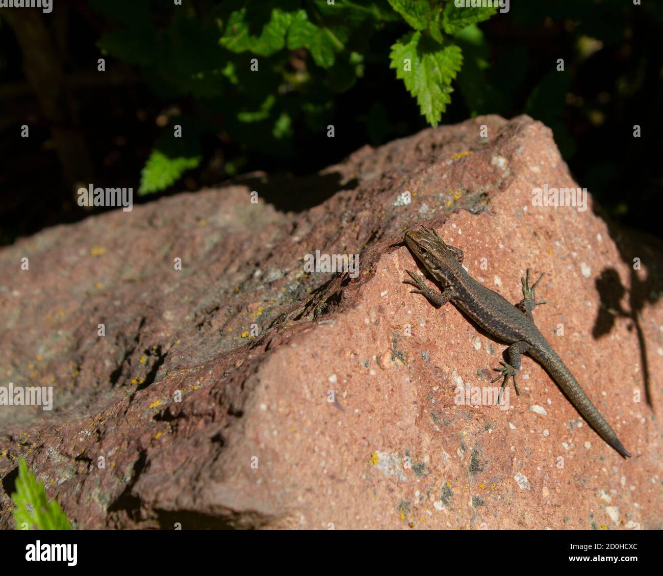 Reptile georgia caucasus wildlife hi-res stock photography and images ...