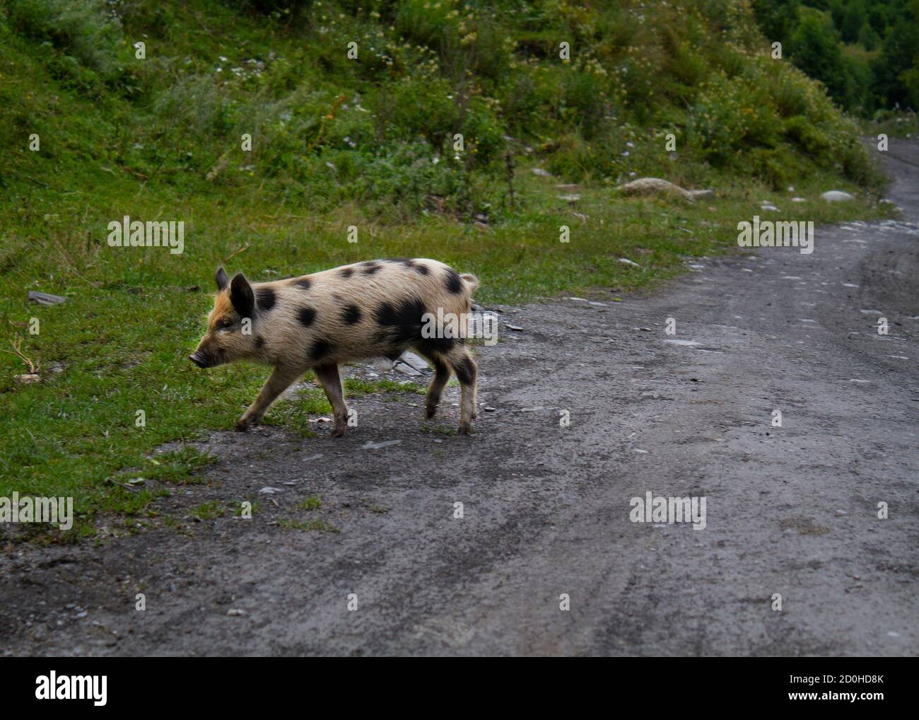 Georgian pig hi-res stock photography and images - Alamy