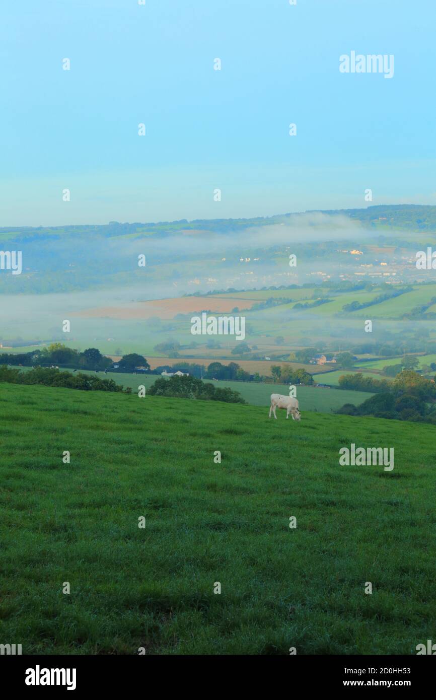 Farmland in Axe Valley, Devon on the misty morning Stock Photo - Alamy