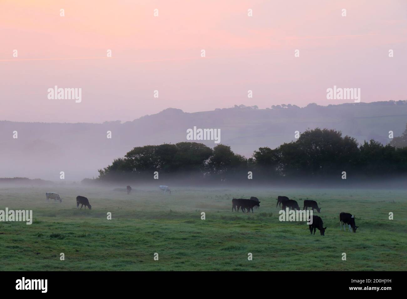 Farmland in Axe Valley, Devon on the misty morning Stock Photo - Alamy