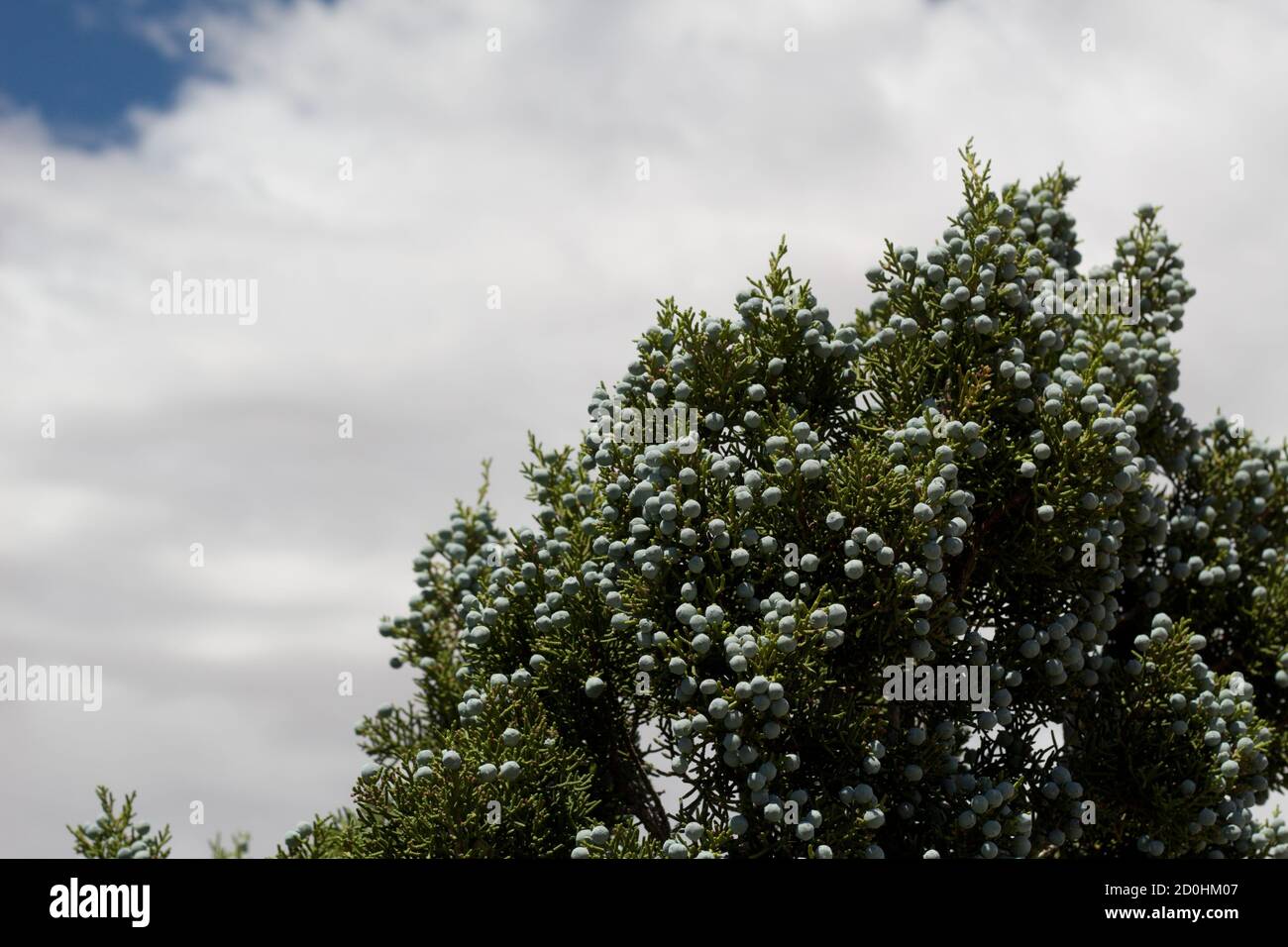 Blue female seed cones, California Juniper, Juniperus Californica ...