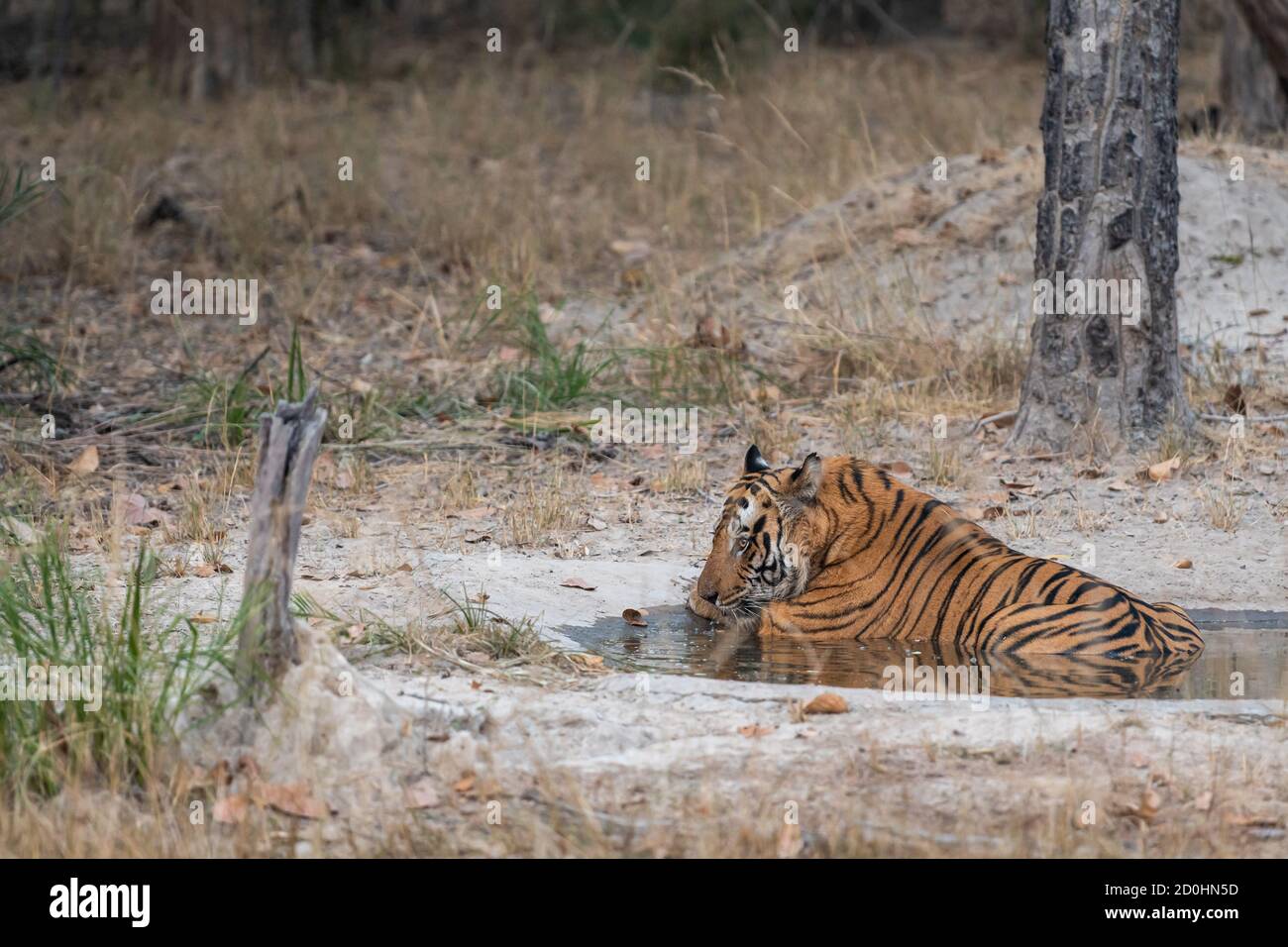 Bamera son hi-res stock photography and images - Alamy