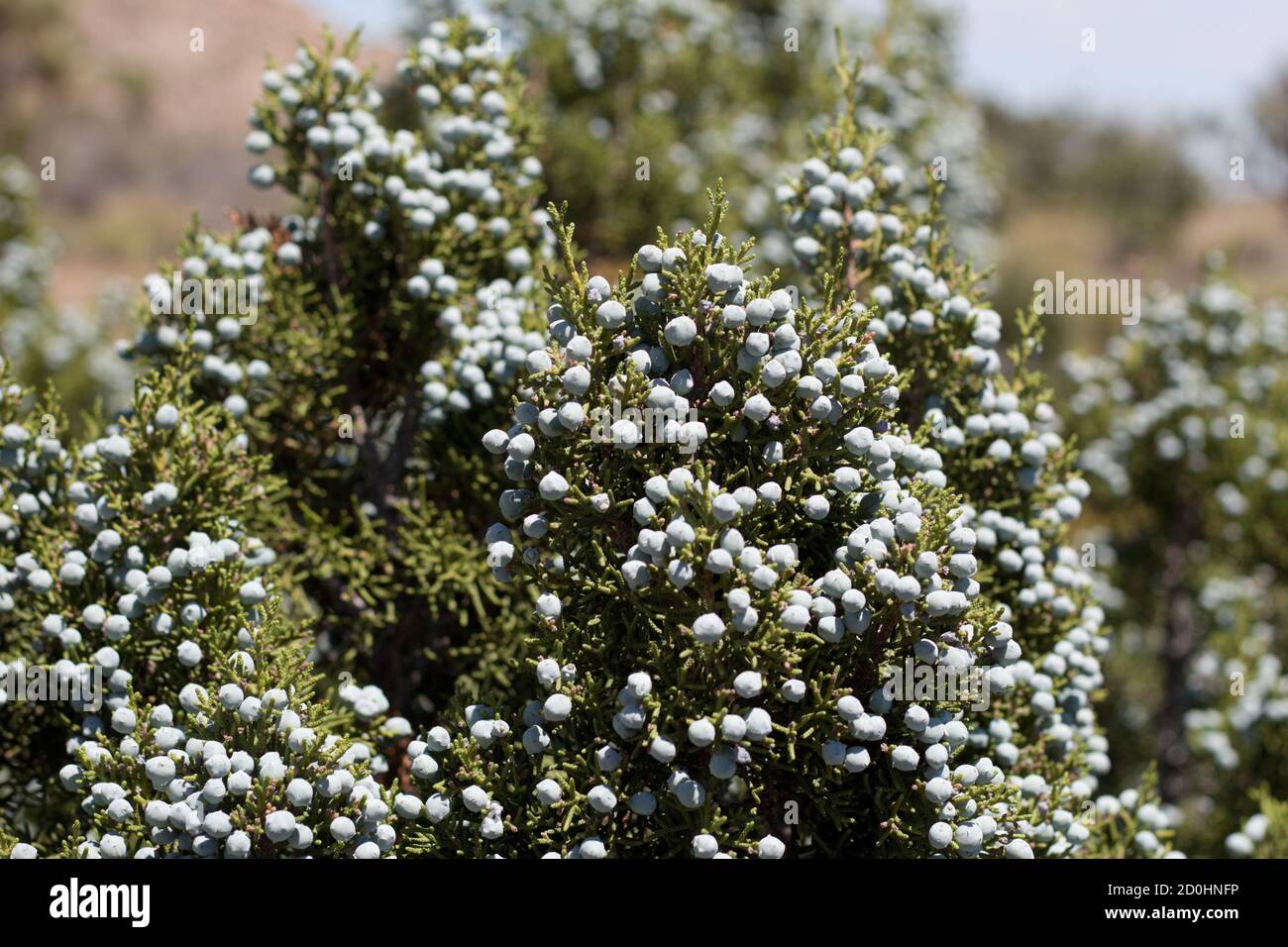 Blue female seed cones, California Juniper, Juniperus Californica ...