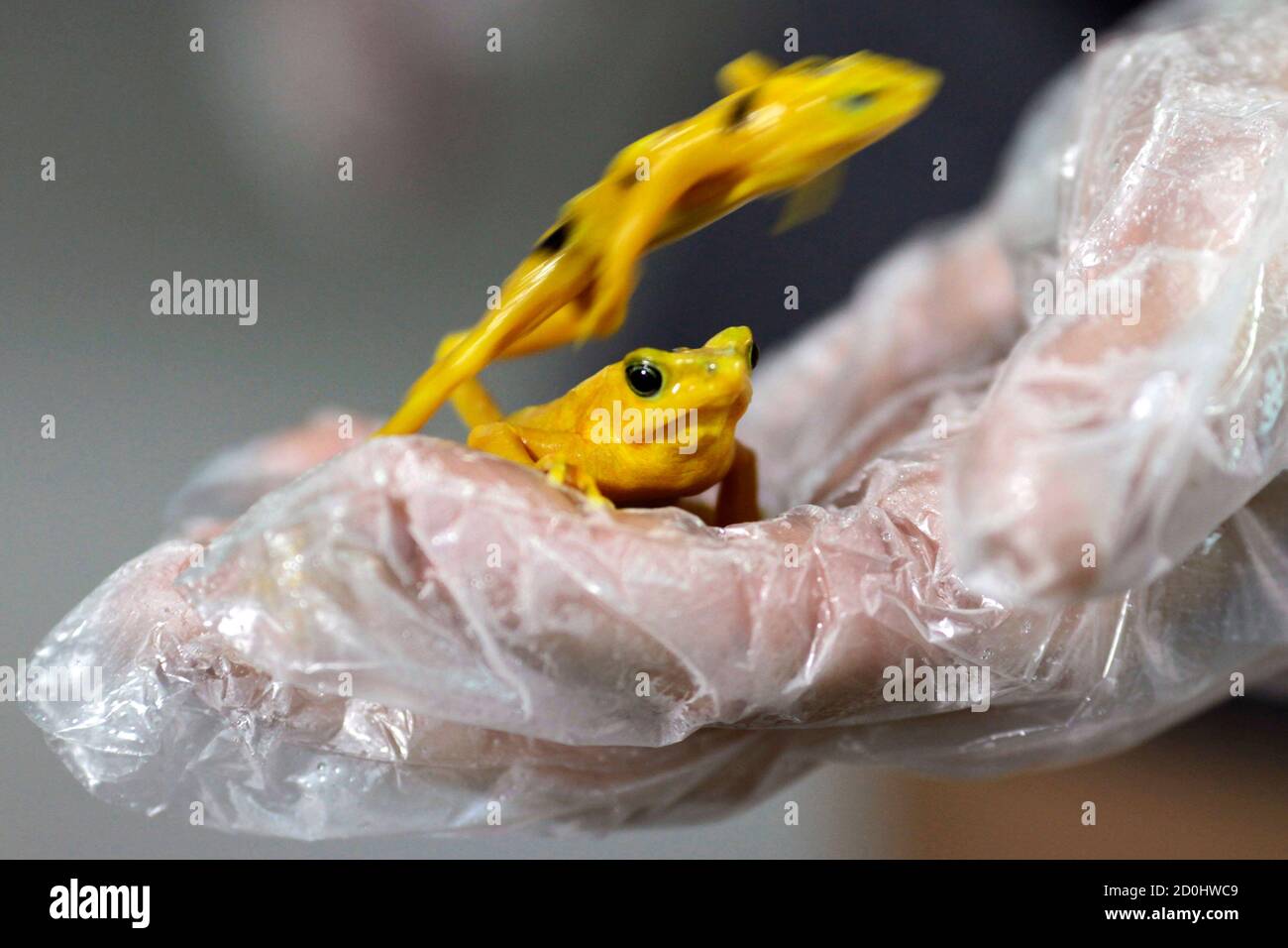 Panamanian golden frogs hi-res stock photography and images - Alamy