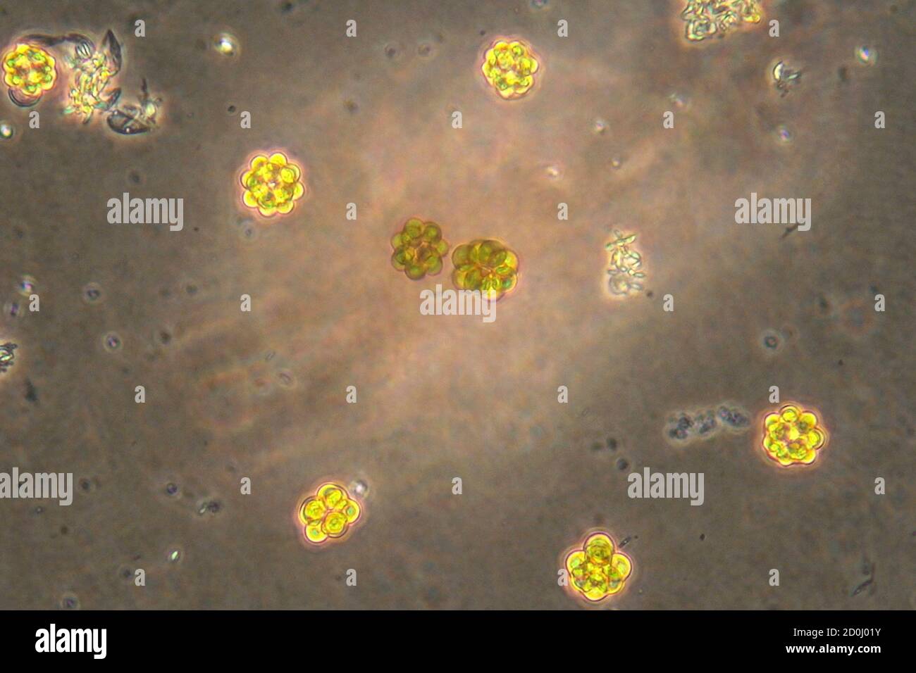 Algae colonies hi-res stock photography and images - Alamy