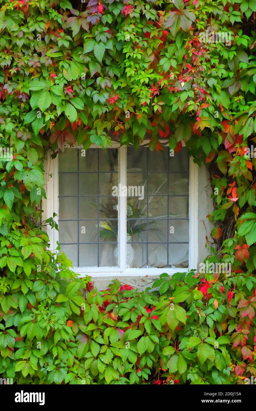 House window surrounded by ivy Stock Photo - Alamy