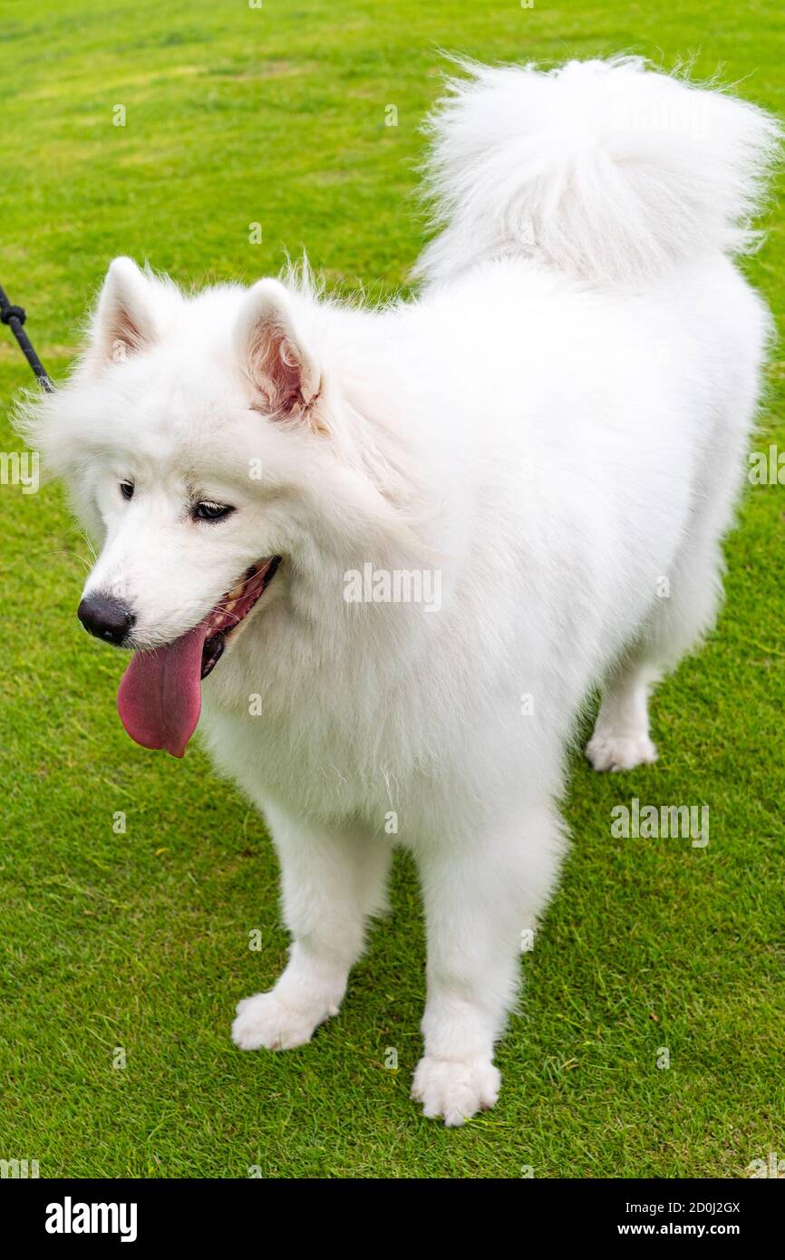 Portrait of furry samoyed dog standing on green grass Stock Photo - Alamy