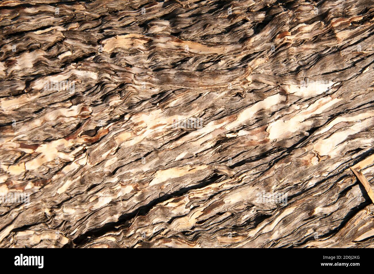 Gnarled ti-tree at Brighton on Port Phillip Bay, Melbourne, Australia ...