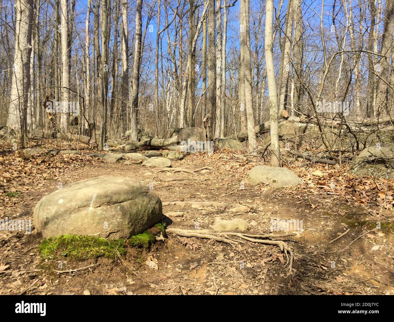 Chilly Autumn forest path with rock and green moss Stock Photo - Alamy