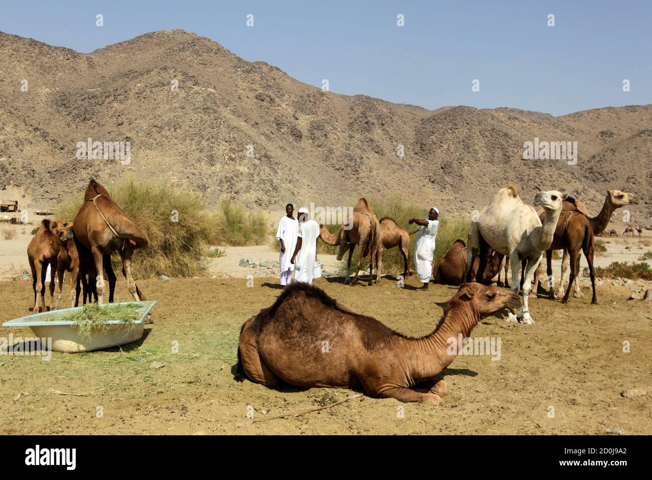 Ammar saudi hi-res stock photography and images - Alamy