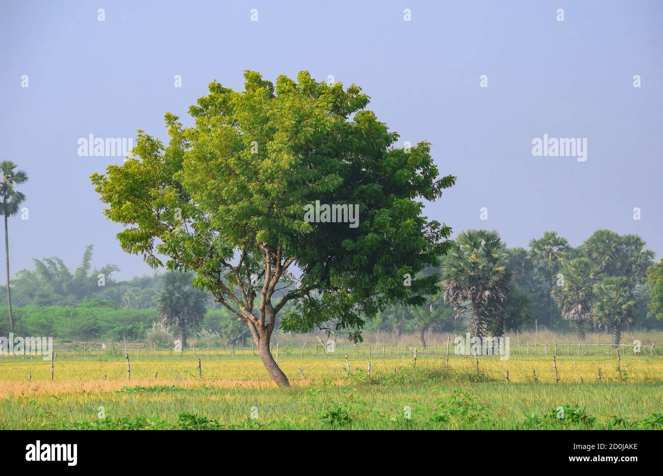 Natural landscape of an isolated medicinal neem tree (Azadirachta ...