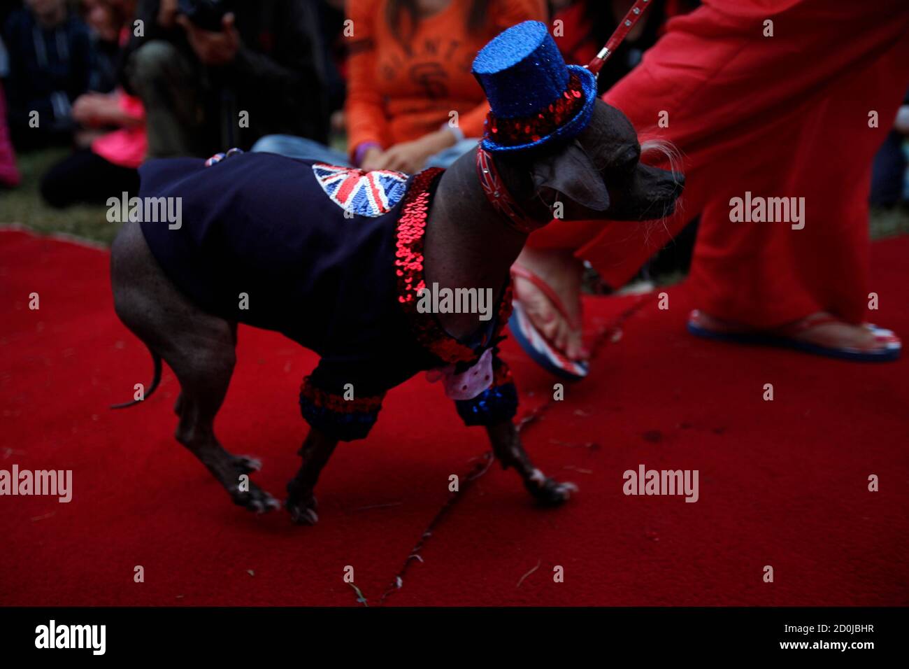 World’s ugliest dog contest hi-res stock photography and images - Alamy