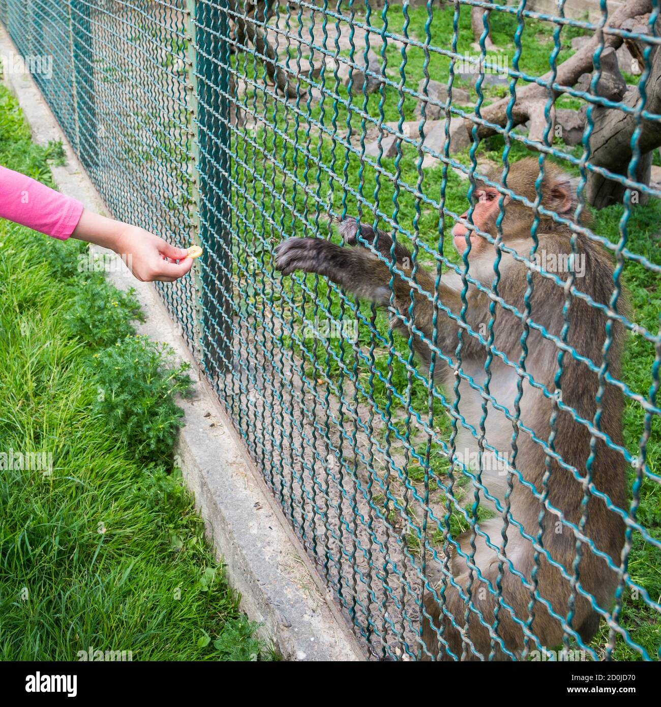The monkey in a zoo cage stretches a paw for food Stock Photo - Alamy