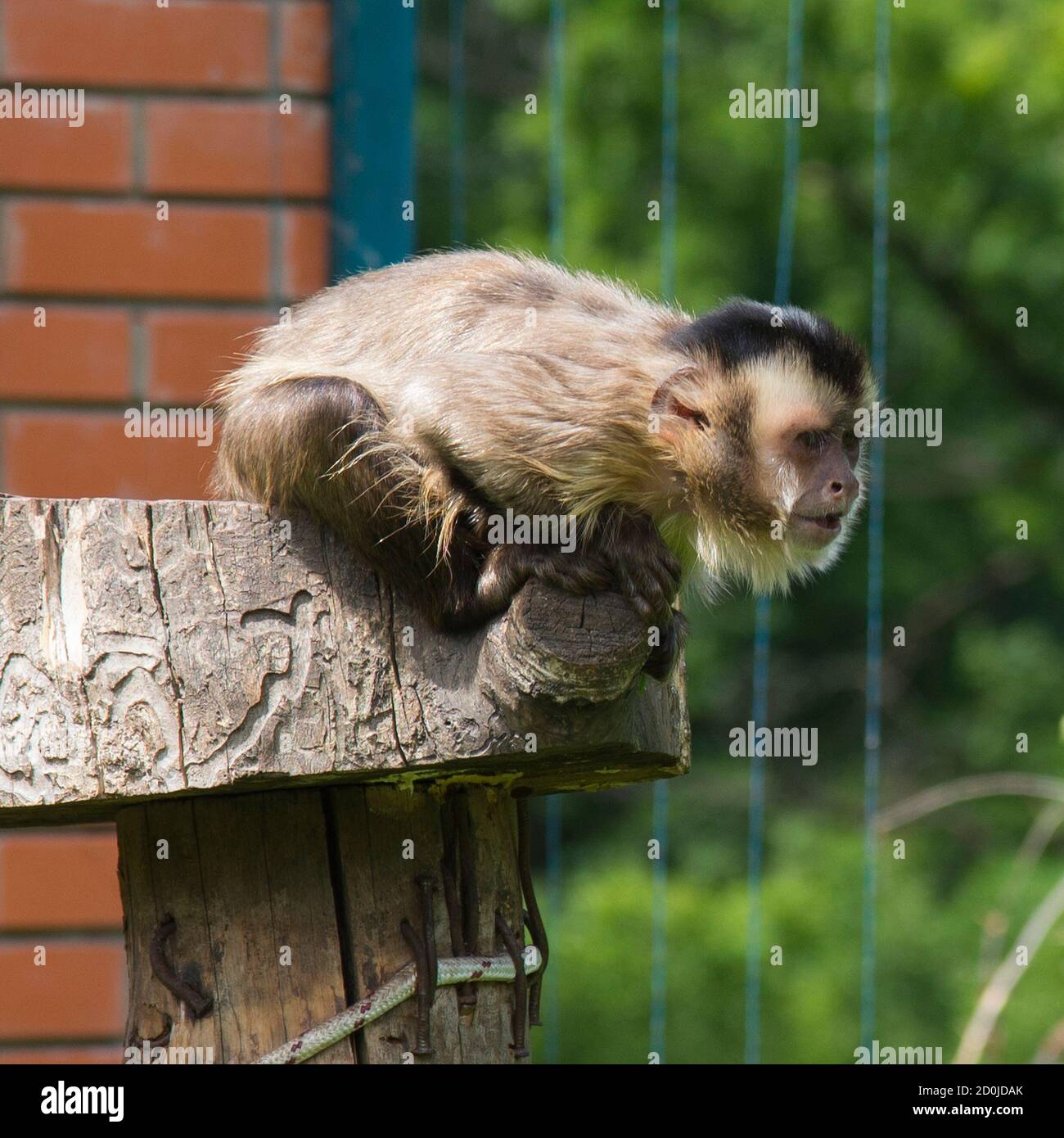 Black striped tufted capuchin monkey hi-res stock photography and ...