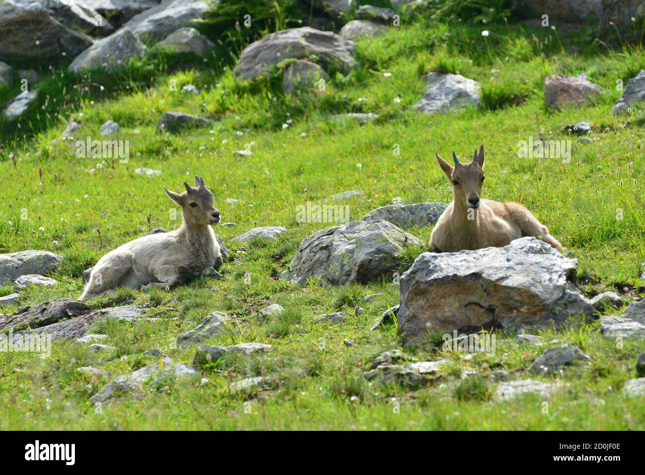 The West Caucasian tur (Capra caucasica Stock Photo - Alamy