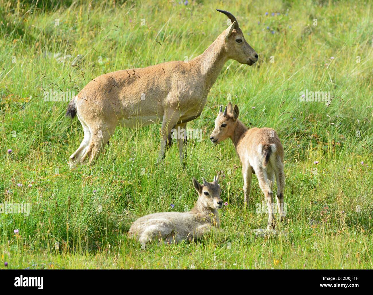 The West Caucasian tur (Capra caucasica Stock Photo - Alamy