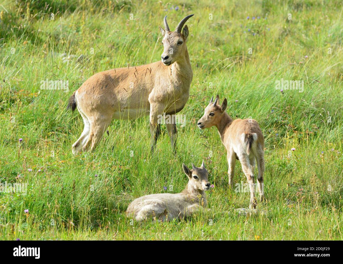 Blue Capra Caucasica High Resolution Stock Photography and Images - Alamy