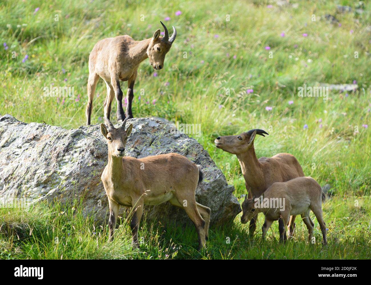 The West Caucasian tur (Capra caucasica Stock Photo - Alamy