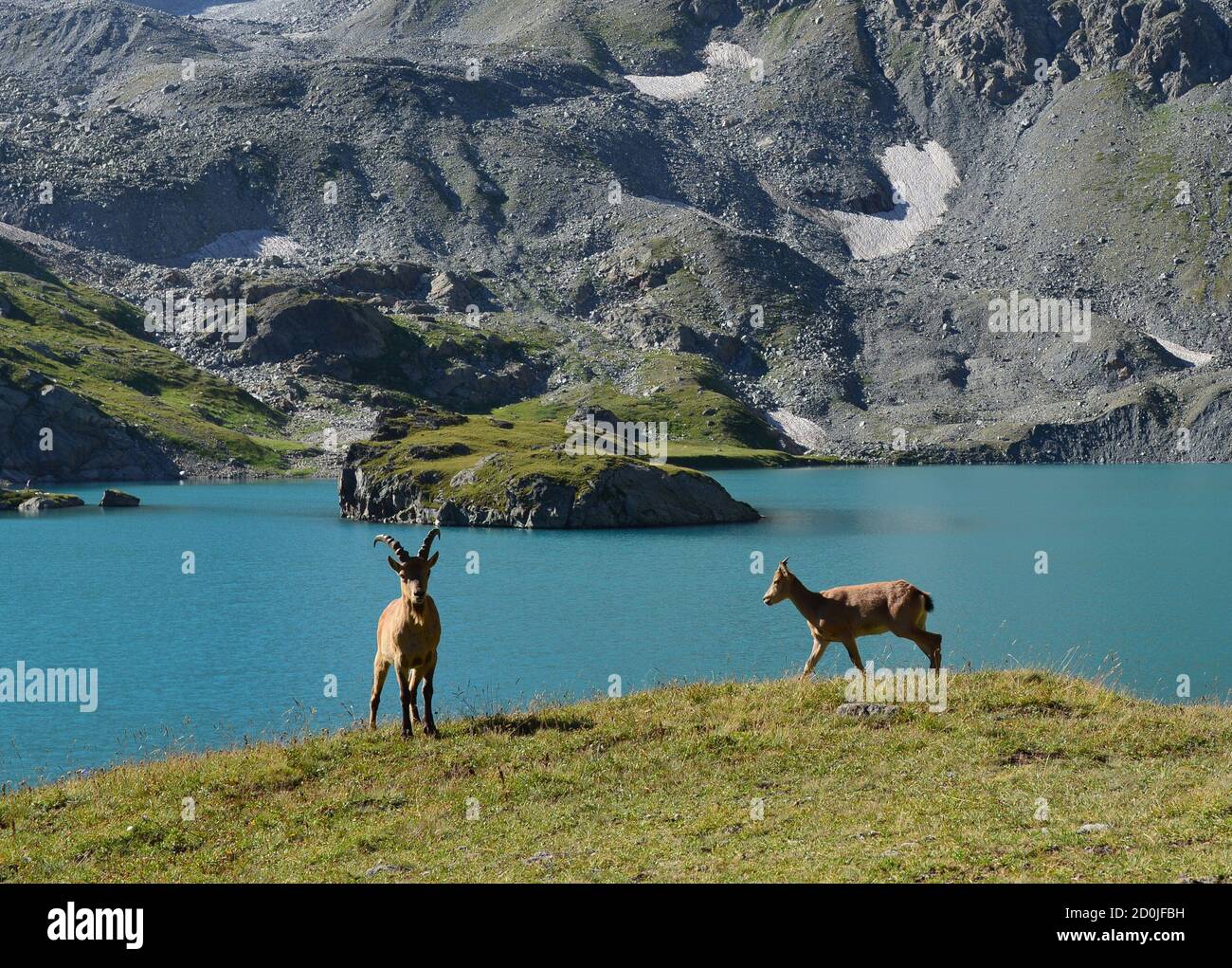 The West Caucasian tur (Capra caucasica Stock Photo - Alamy