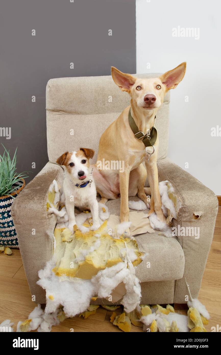 Caught red handed hi-res stock photography and images - Alamy