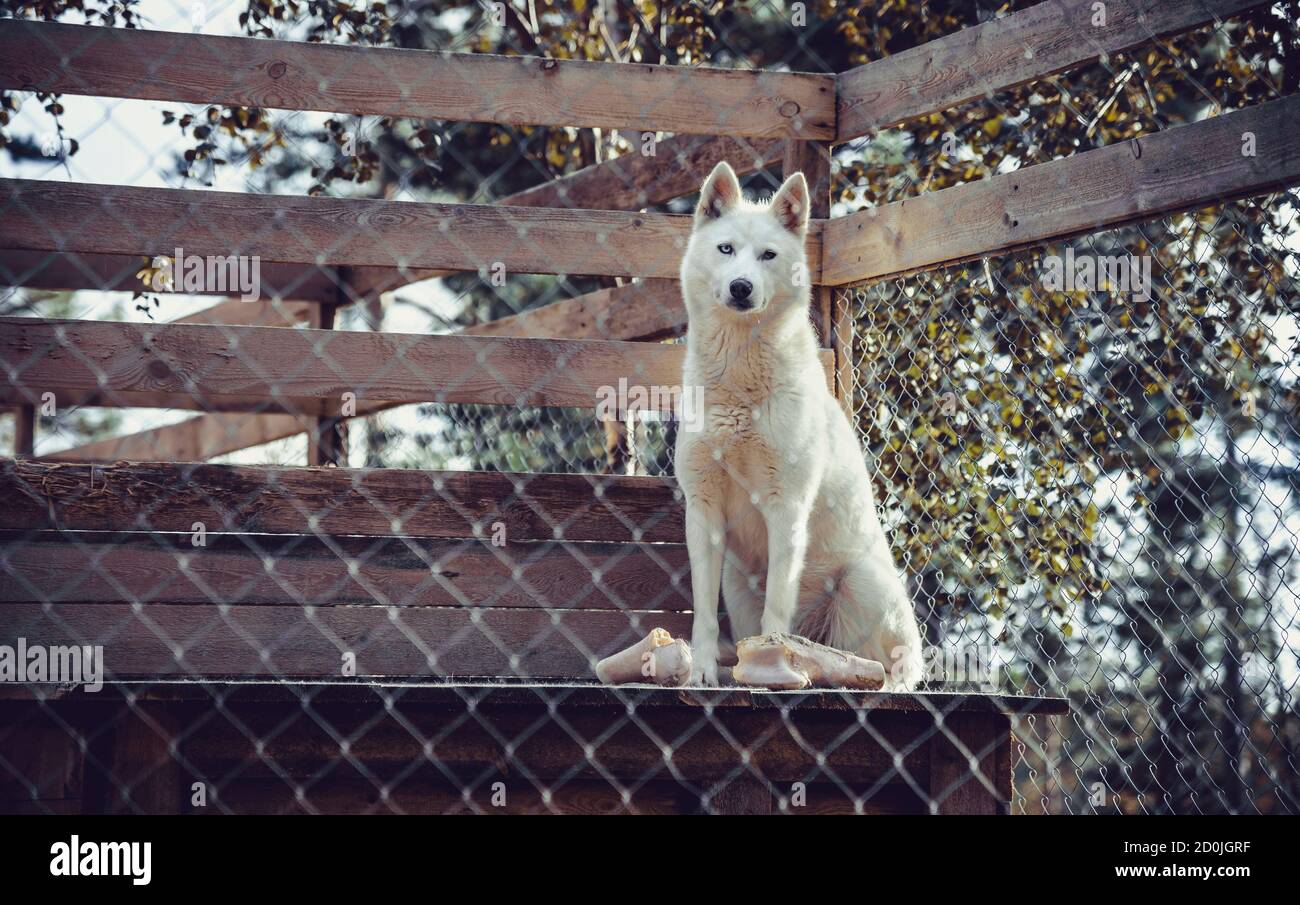 Husky dog locked in a cage Stock Photo - Alamy