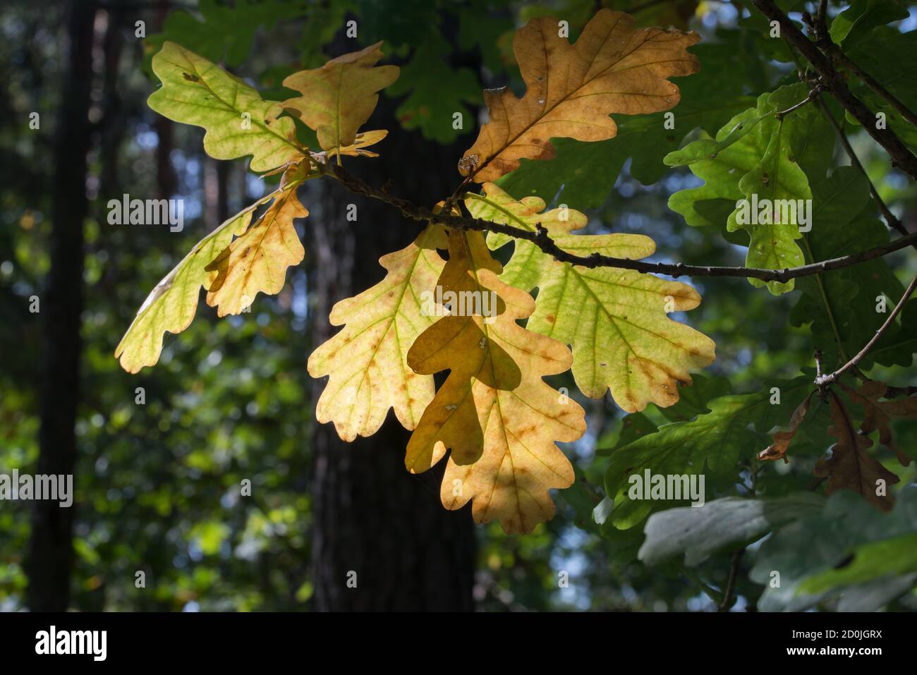 Back lit oak tree hi-res stock photography and images - Alamy