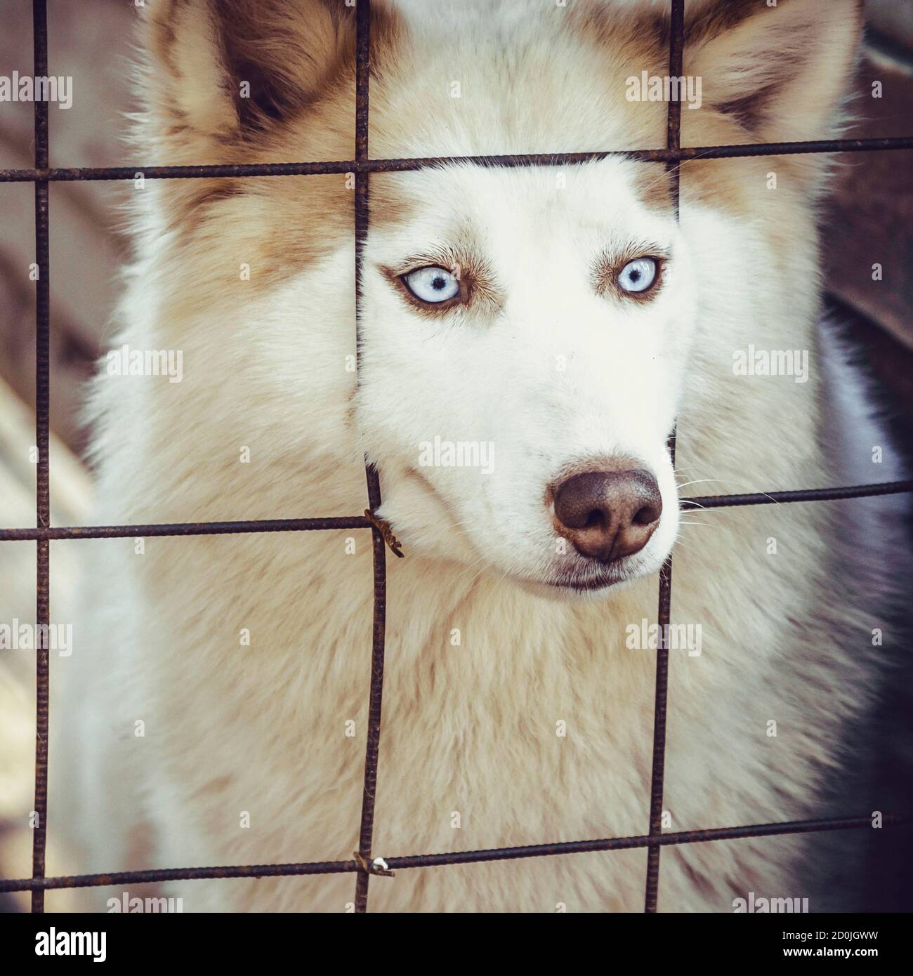 Husky dog locked in a cage Stock Photo - Alamy