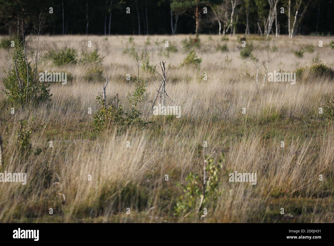 Autumn colours in Surrey Stock Photo - Alamy