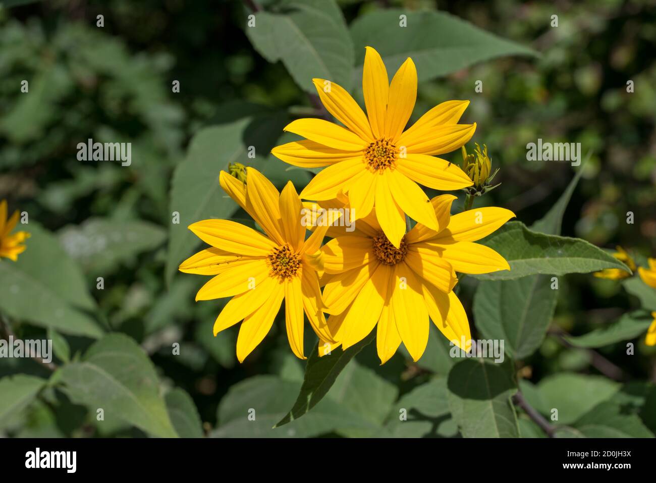 Helianthus tuberosus yellow hi-res stock photography and images - Alamy