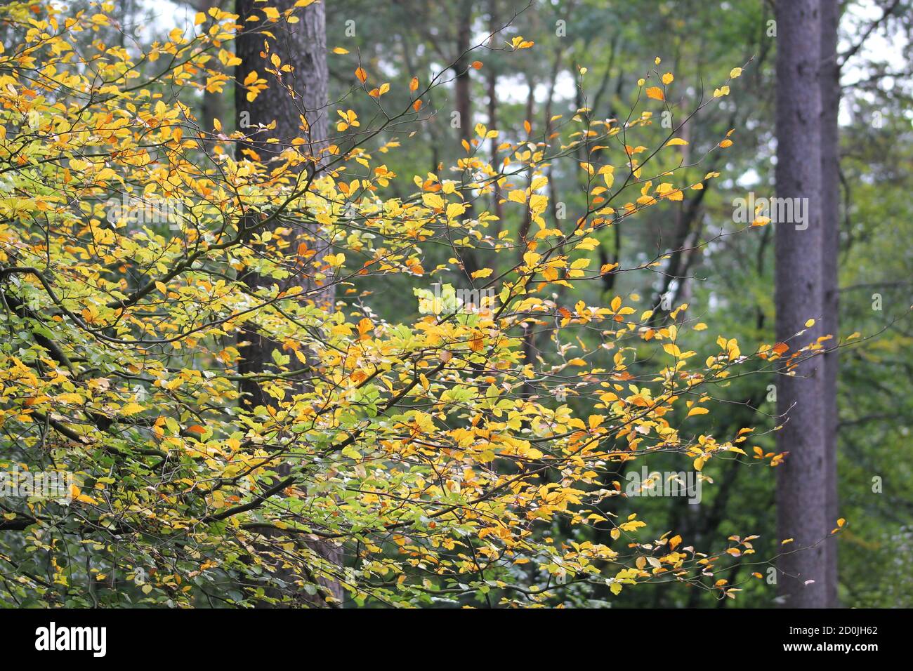 Autumn colours in Surrey Stock Photo - Alamy