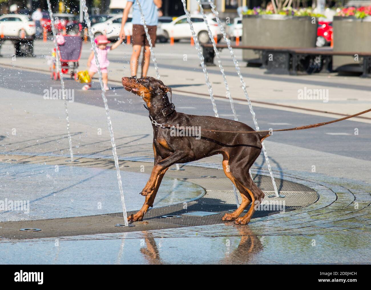 Dog drinking from water fountain hi-res stock photography and images ...