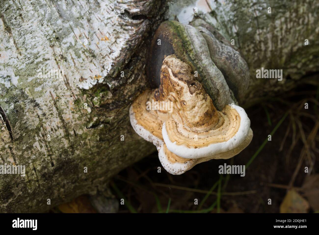 Birch conk fungus hi-res stock photography and images - Alamy